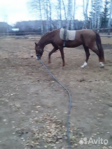 Англо- будённовский жеребец