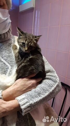 Котёнок мальчик особенный