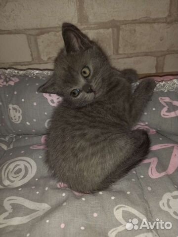 Шотландочка скоттиш страйт