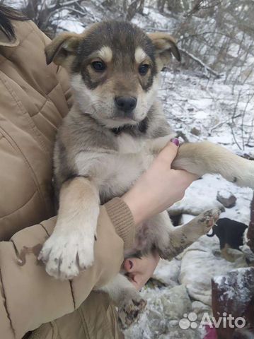 Щенки