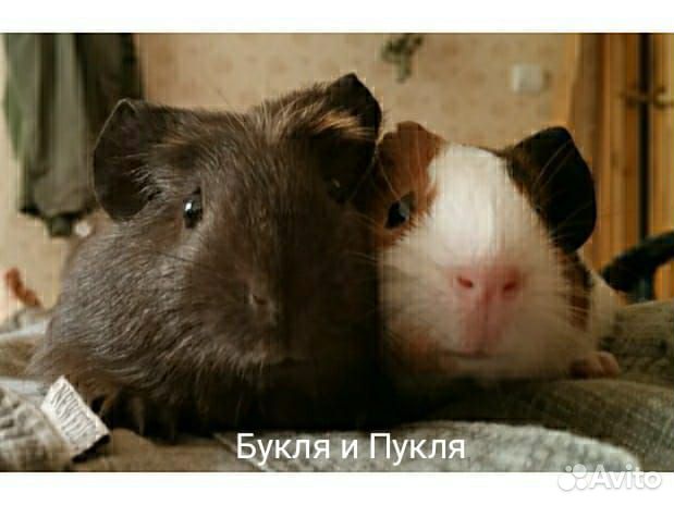 Отдам Буклю и Пуклю в хорошие руки