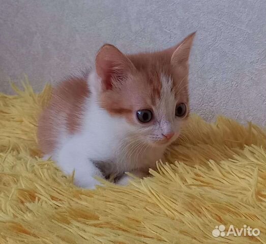 Рыжий котенок девочка