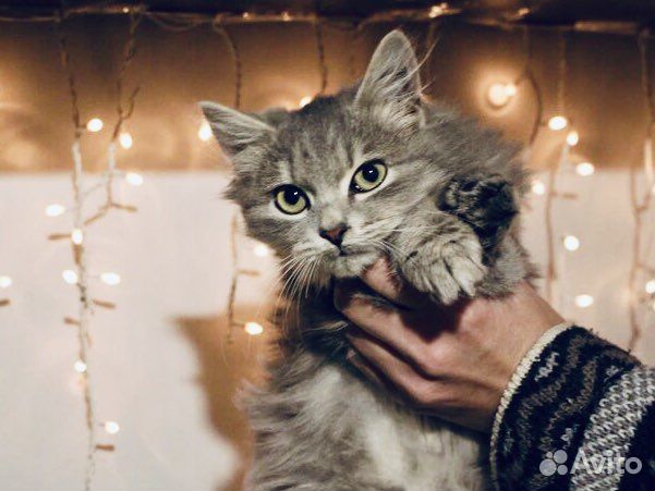 Котенок Пушаня 4 мес ищет дом