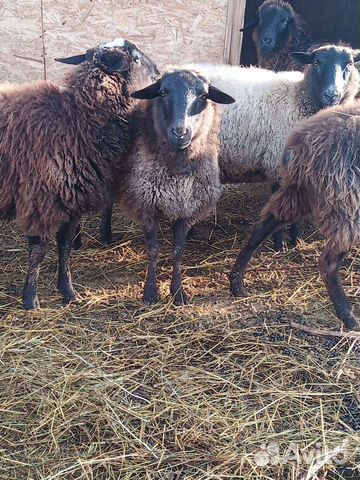 Овцы бараны продам