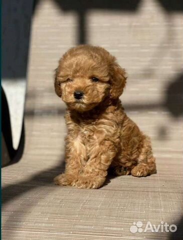 Милашки мальтипу F1