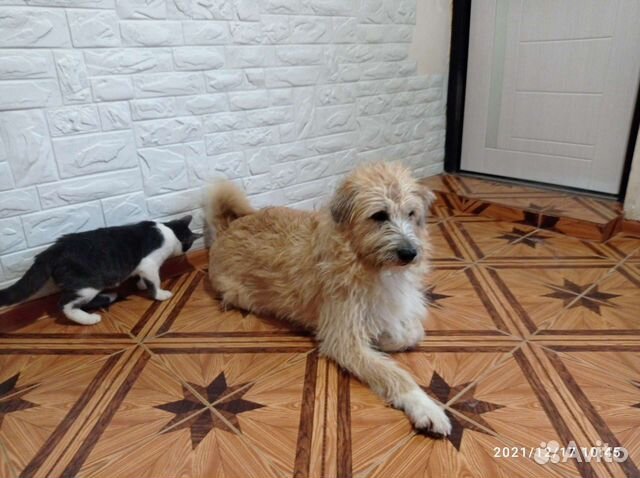 Отдам в добрые руки