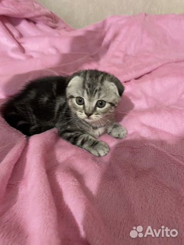 Шотландские вислоухие котята