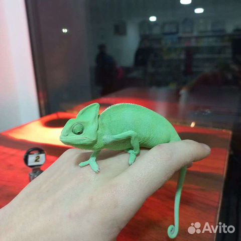 Хамелеон