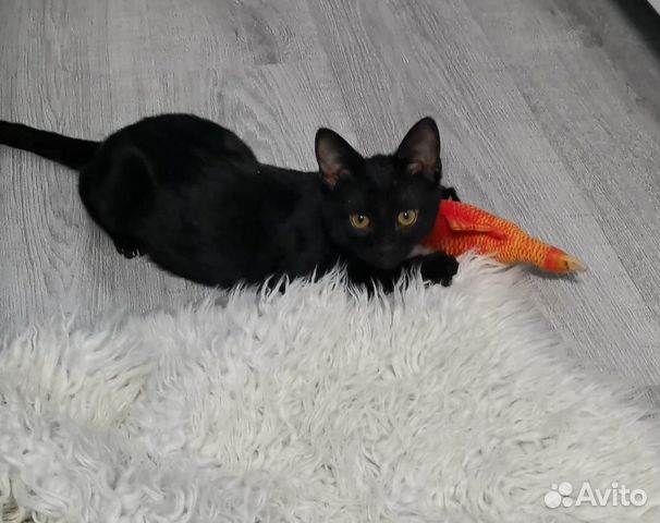 Котенок Гек