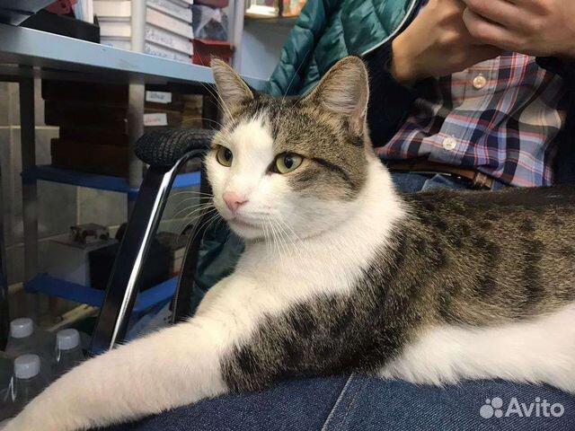 Кот в добрые руки