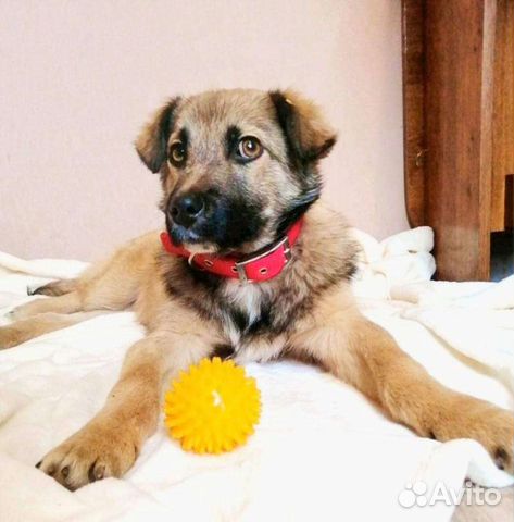 Щенок, мальчик, 4,5 мес., ищет дом