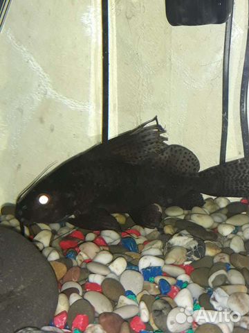 Сом синодонтис, боции мадеста