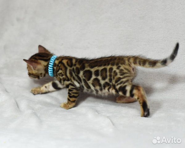 Бенгальские котята символ 2022 года