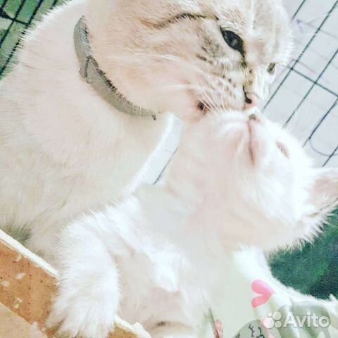 Тайский кот