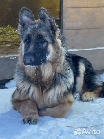 Щенок немецкой овчарки