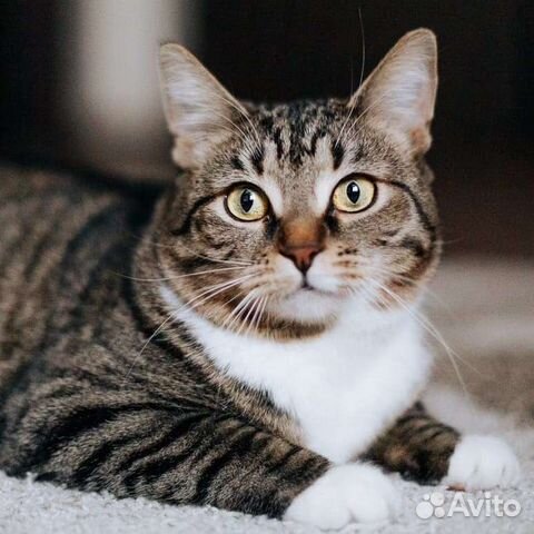 Кошка в добрые руки