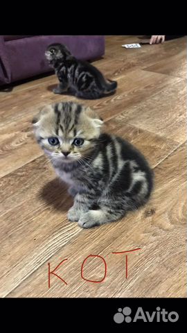 Шотландские котята