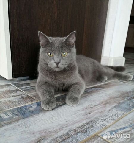 Серый котенок 6 месяцев