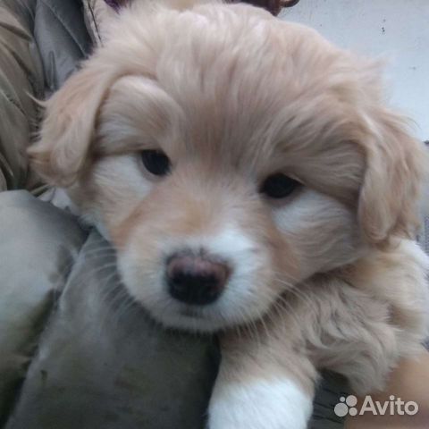 Спаниель помесь