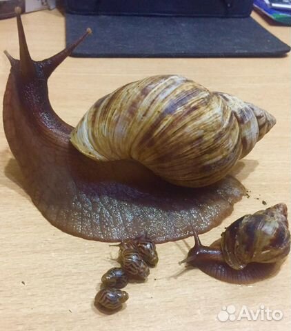 Улитки ахатины