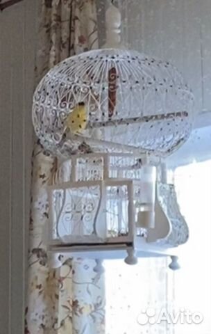 Кенар певчий