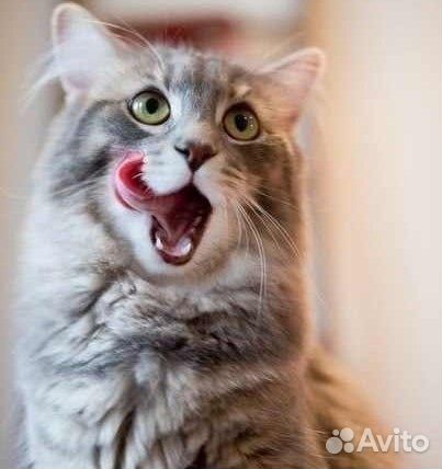 Кошка Лиза (коттэ)