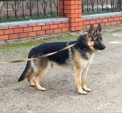 Ищет дом овчар