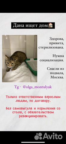 Кошка Дана
