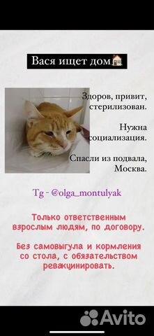 Кот Вася