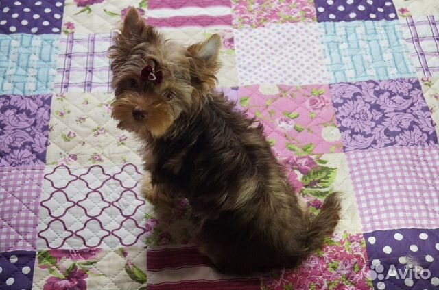 Цветные йорки