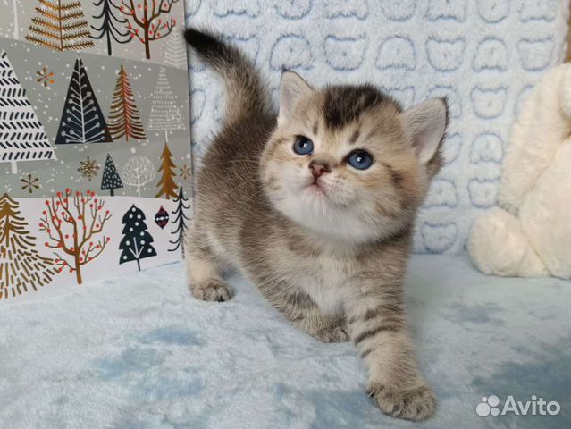 Британские котята