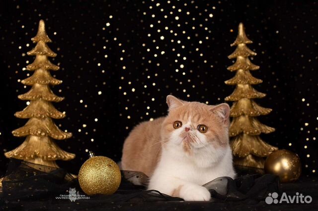 Экзотический короткошерстный котенок
