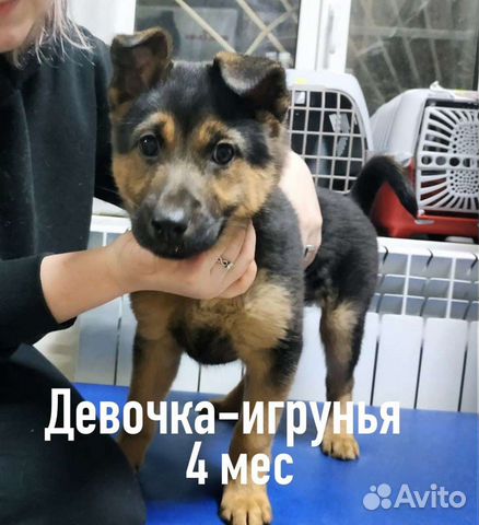 Щенки-колобки - людям с добрым