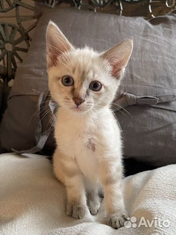 Котенок меконгский бобтейл