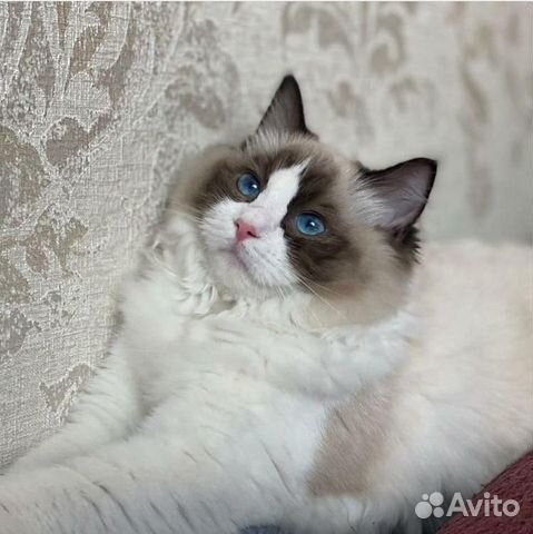 Вязка с кошкой Рэгдолл