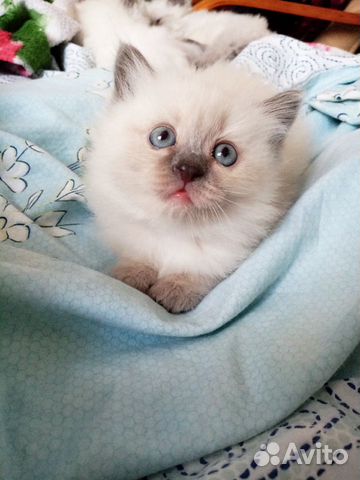 Невские красавицы