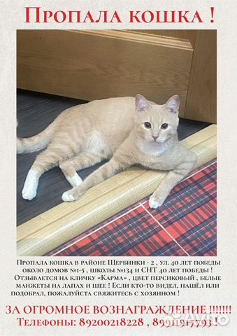 Потерялась Кошечка