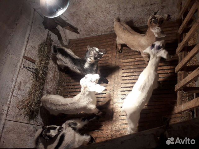 Нубийские козлята процентные