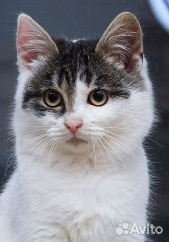 Ищет дом котенок Мультик