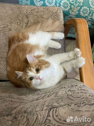 Рыжая кошка