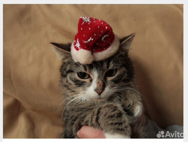 Котенок Зурик 4,5 месяца