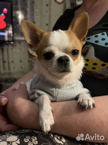 Чихуахуа потерялась