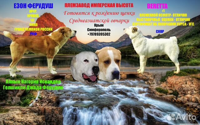 Продаются щенки сао (Алабай)