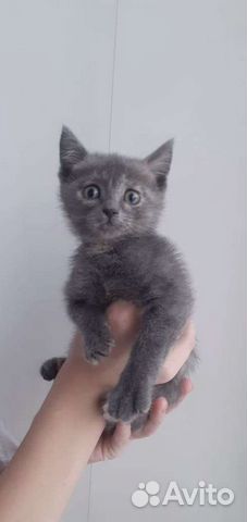 Котята в добрые руки бесплатно