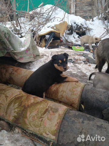 Щенки