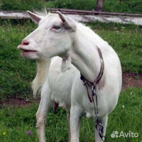 Зааненская дойная коза