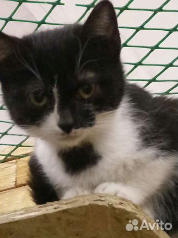 Мася и Шустрик ждут своего человека