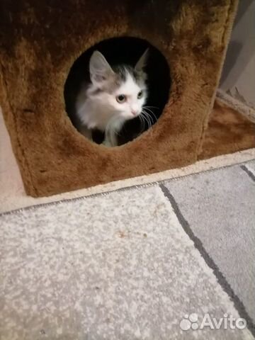 Котенок в добрые руки