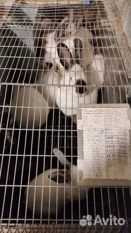 Кролики мясных пород