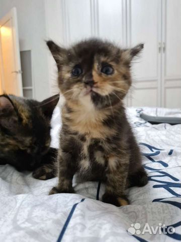 Кошки в добрые руки бесплатно